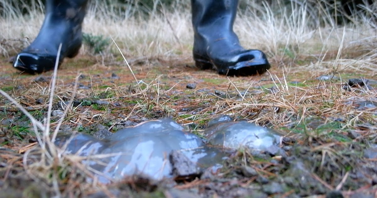 The Rainstorm That Went Splat, 1994 – History and Things