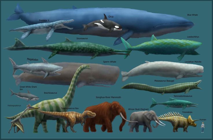 10 Facts about the Blue Whale – the Largest Animal to Ever Exist ...