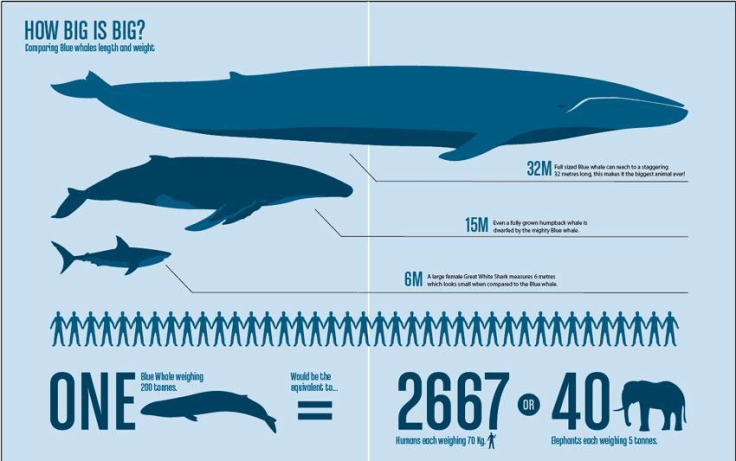 10 Facts about the Blue Whale – the Largest Animal to Ever Exist ...