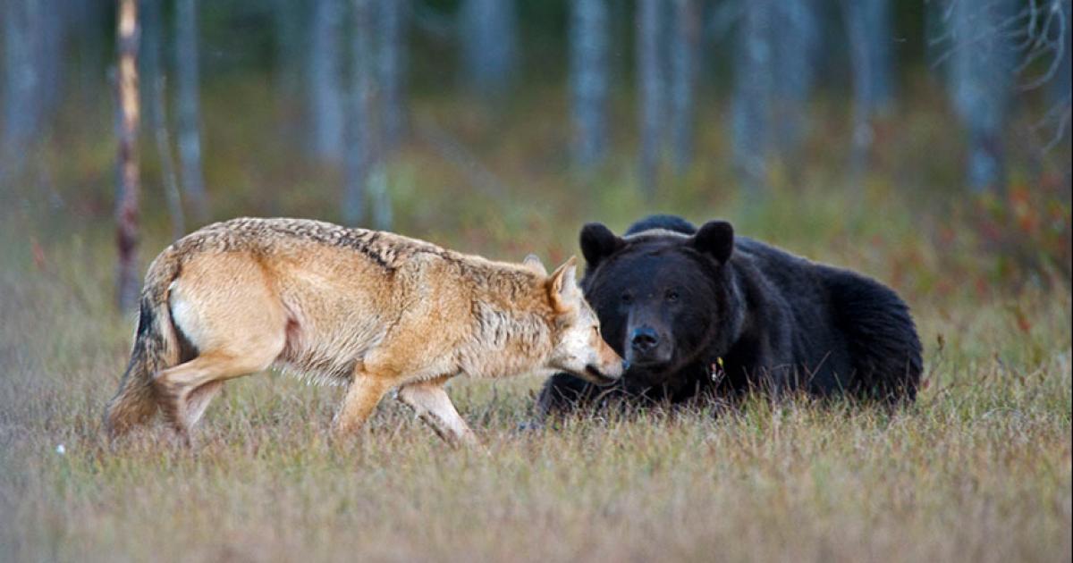 4 Weird Friendships between Wild Animals – History and Things