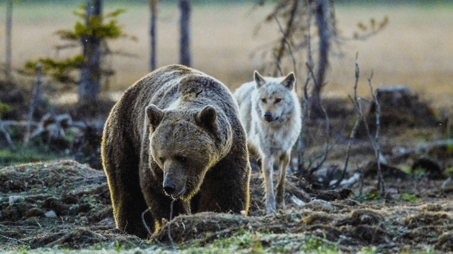 4 Weird Friendships between Wild Animals – History and Things